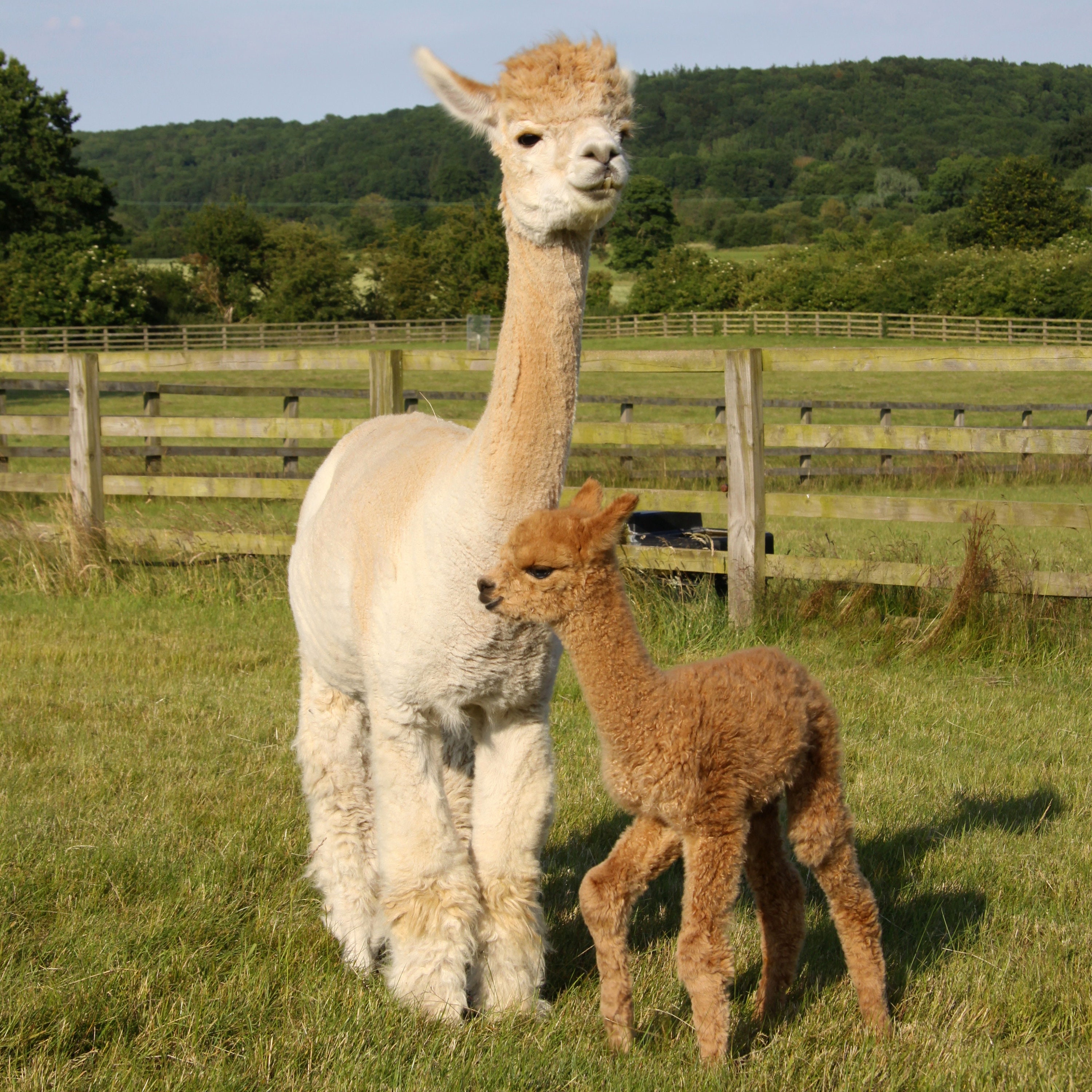 Beige Tan Alpaca Knit Beanie Hat Fair Trade Handmade Slouchy - Etsy
