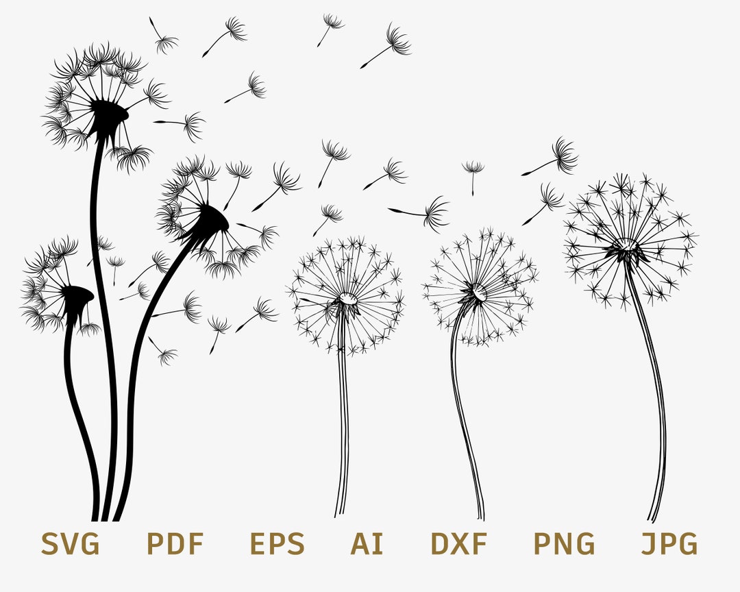 Dandelion Vector Png