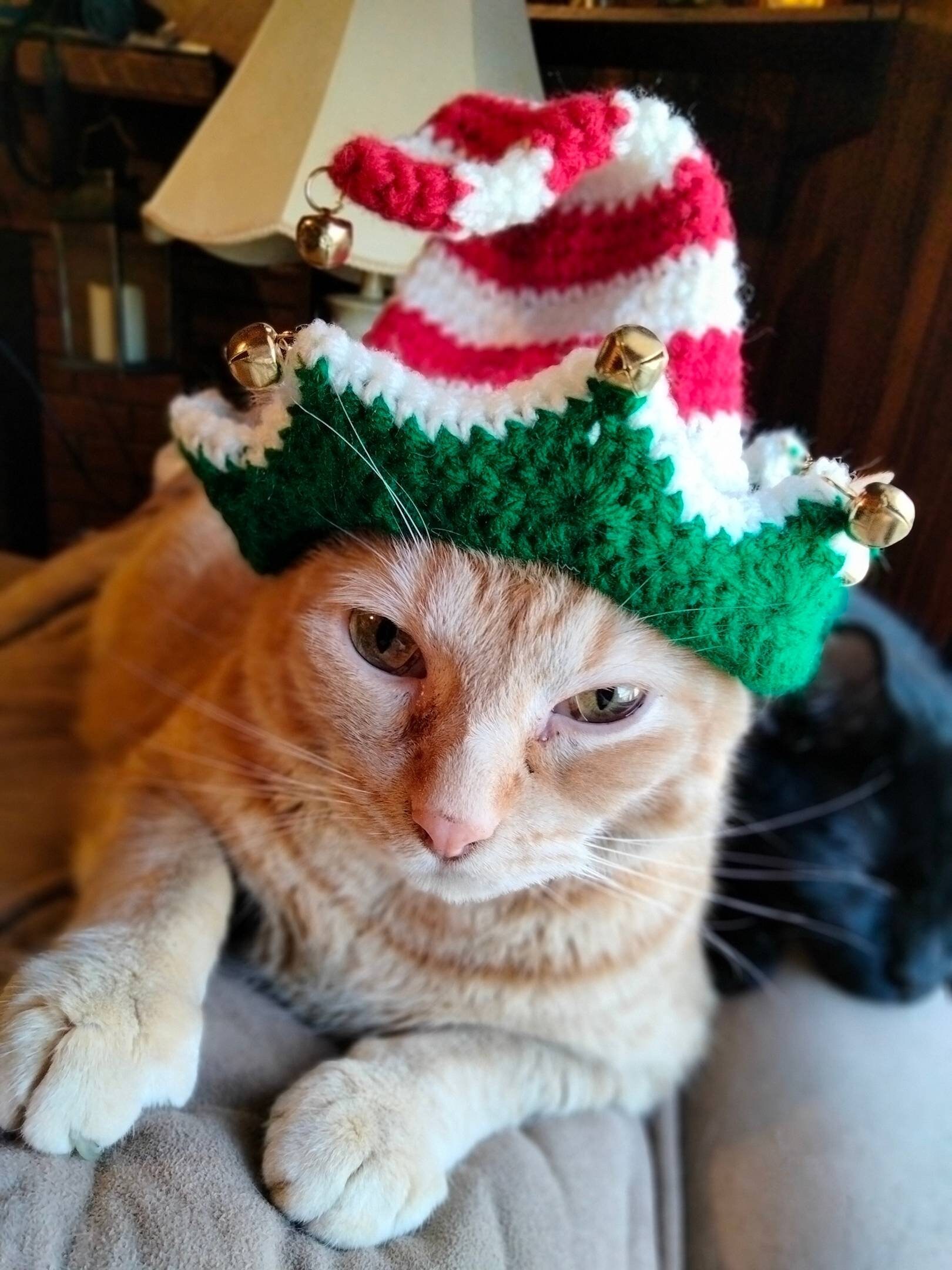 Jingle Bell Elf Hat for Adult Cats and Small Dogs (handmade Crochet) - Etsy