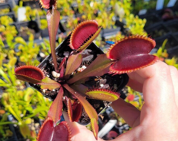 Red Piranha Cultivar - Bare Root Venus Flytrap | Large Traps | True ...