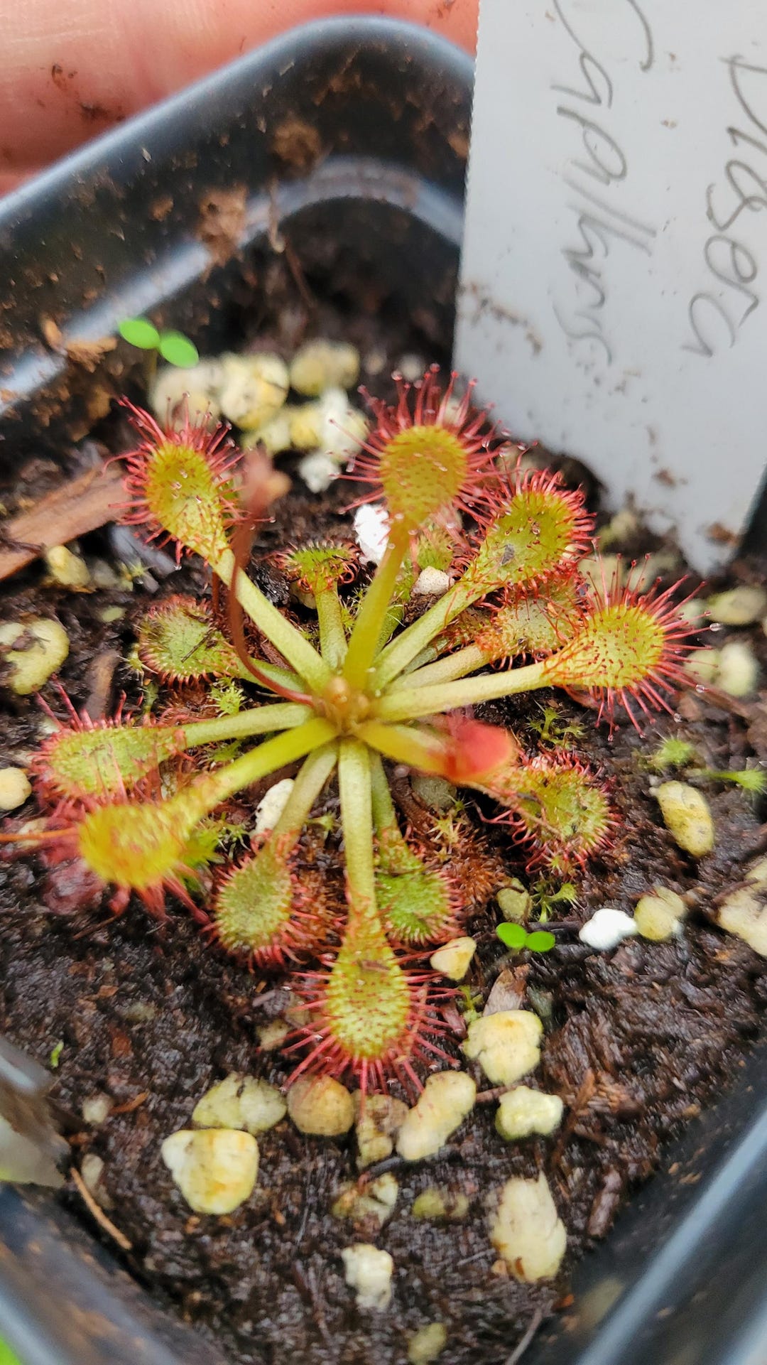 Pink Sundew - Drosera Capillaris - Etsy
