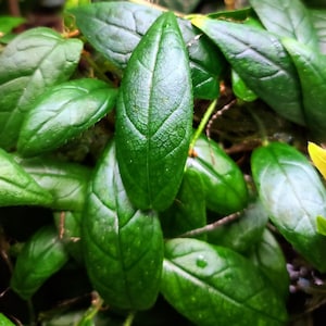 Ficus Radicans (aka Ficus Sagittata) - Etsy