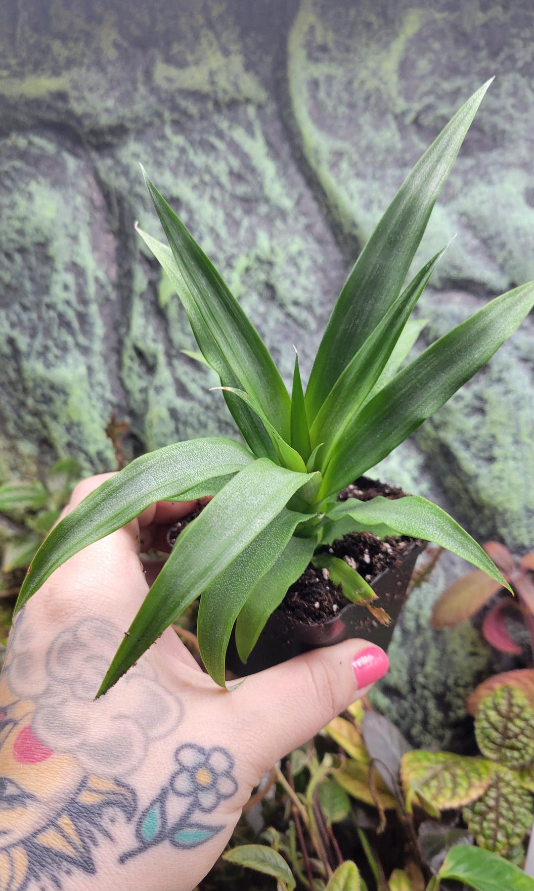 Ananas Nanus 'sol' - Dwarf Ornamental Mini Pineapple! - Etsy