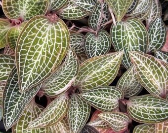 Ludochilus Sea Turtles Jewel Orchid - Etsy