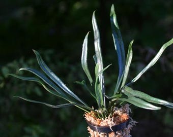 4 Blue Oil Fern Pot With Multiple Plants and Growth Rare Microsorum ...