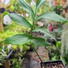 Ficus Thunbergii oak Leaf Creeping Fig Aka Ficus Pumila Var ...