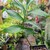 Ficus Thunbergii oak Leaf Creeping Fig Aka Ficus Pumila Var ...