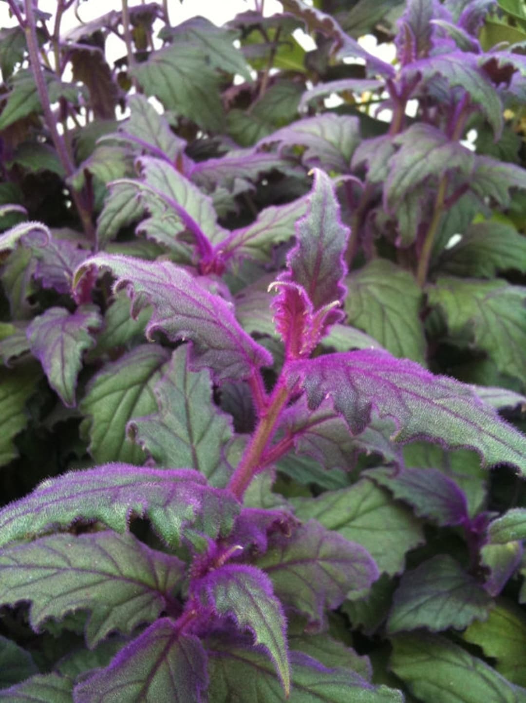 Gynura Aurantiaca - Purple Passion - Etsy