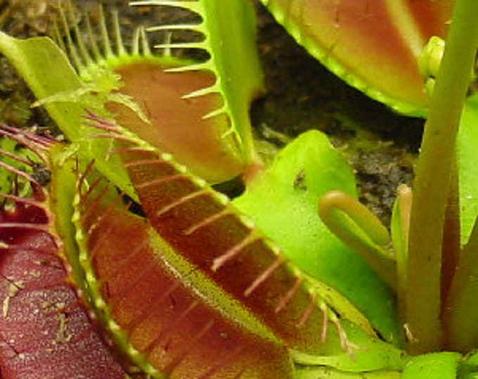 Venus Flytrap 'akai Ryu' - Dark Red Traps - Carnivorous Plant - Etsy