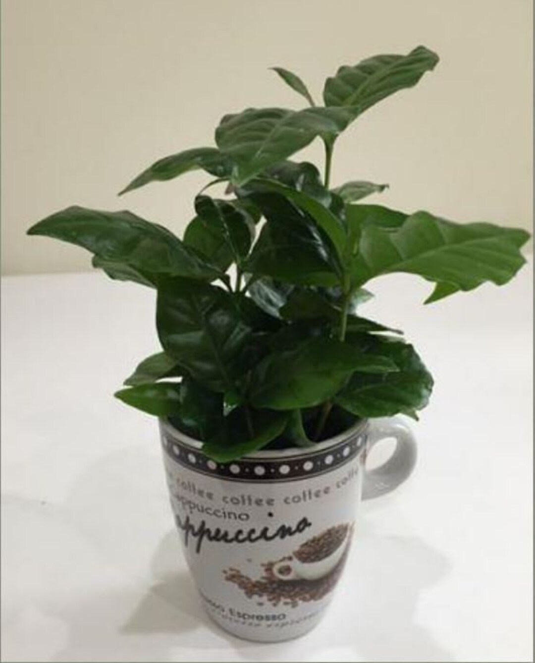 Coffee Plant - Coffea Species - Etsy