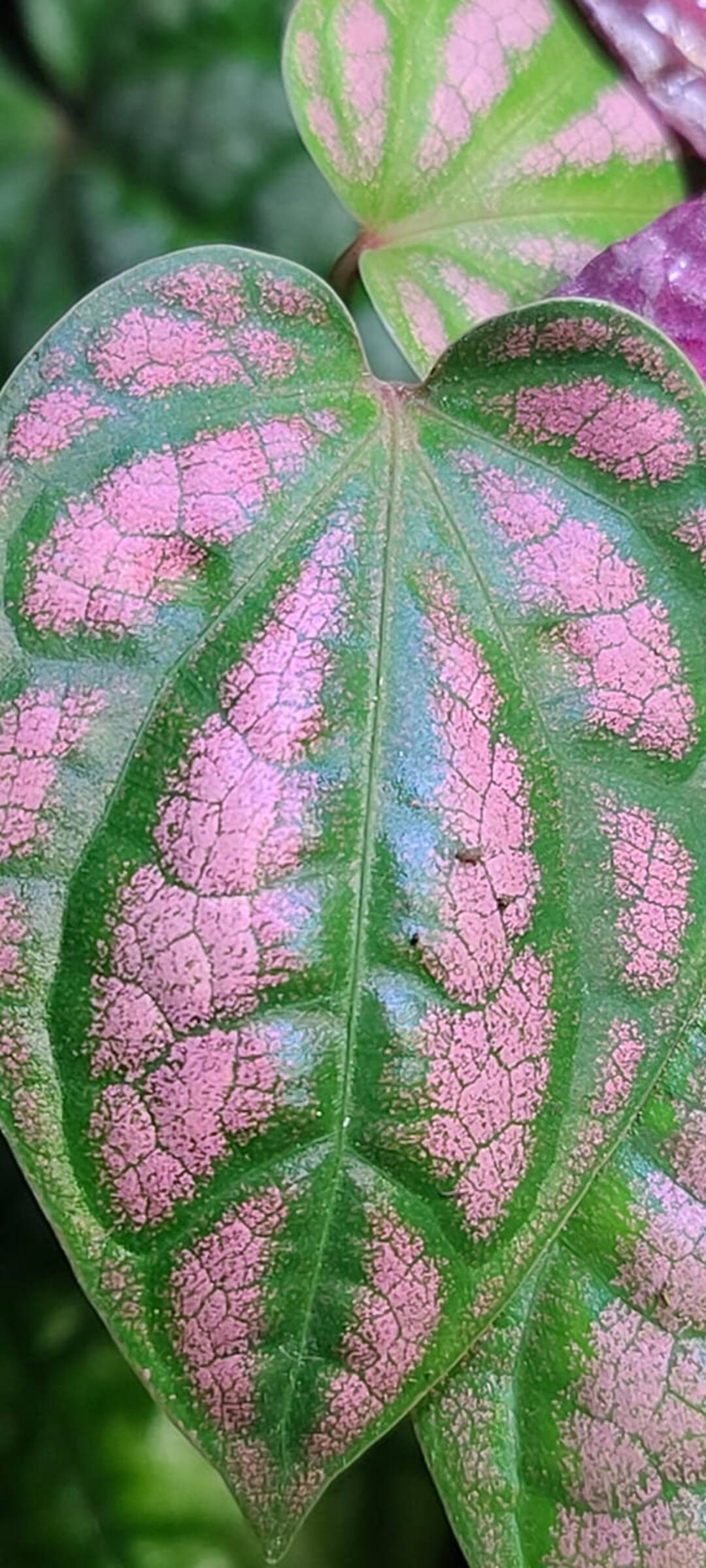 Piper Sylvaticum - Etsy