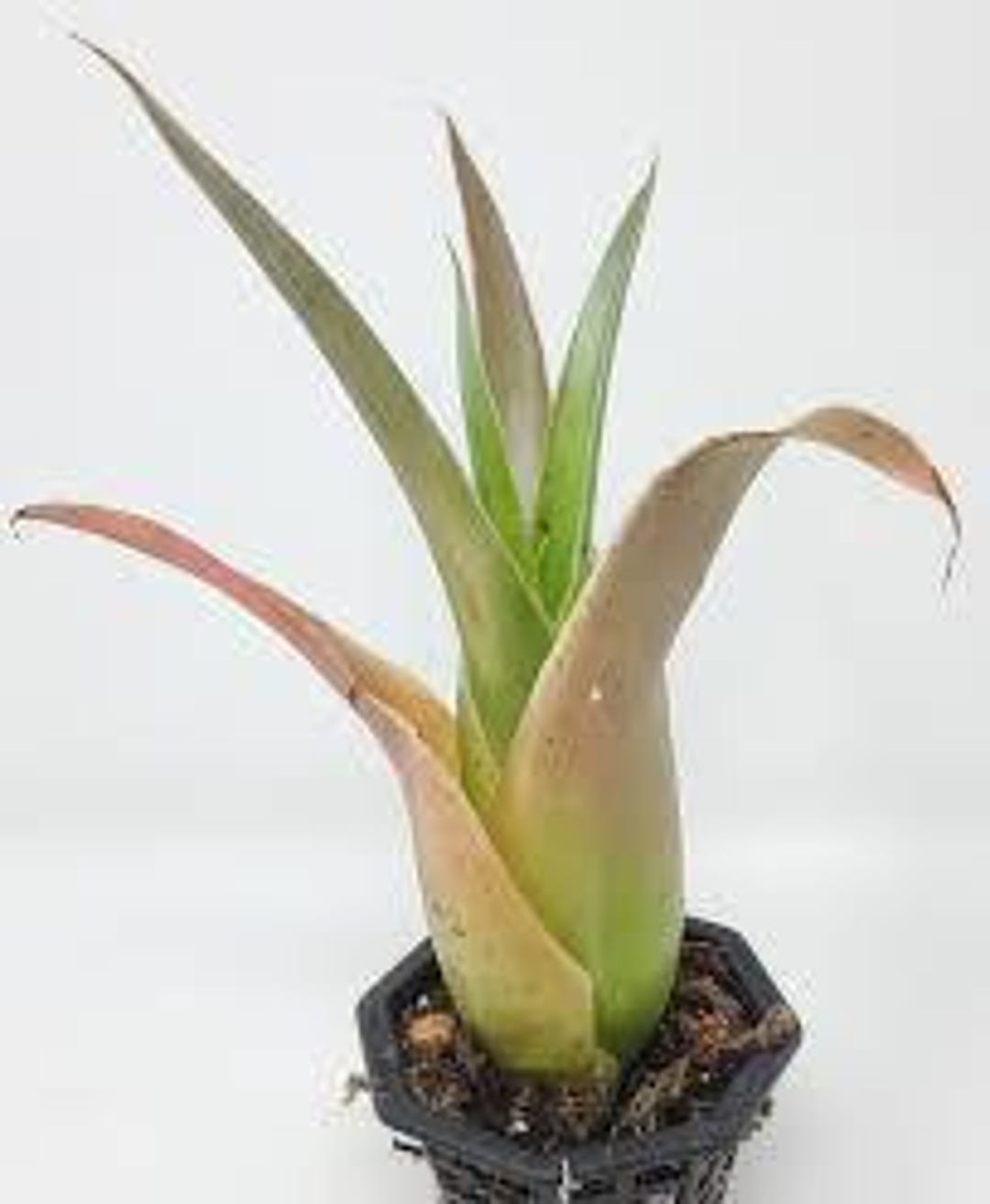 Catopsis Subulata Bromeliad: Elegant Air Plant, Terrarium Ready - Etsy