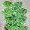 Ficus Thunbergii oak Leaf Creeping Fig Aka Ficus Pumila Var ...