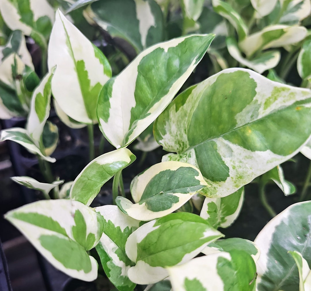 Epipremnum Aureum N'joy (aka Pothos N'joy) - Etsy