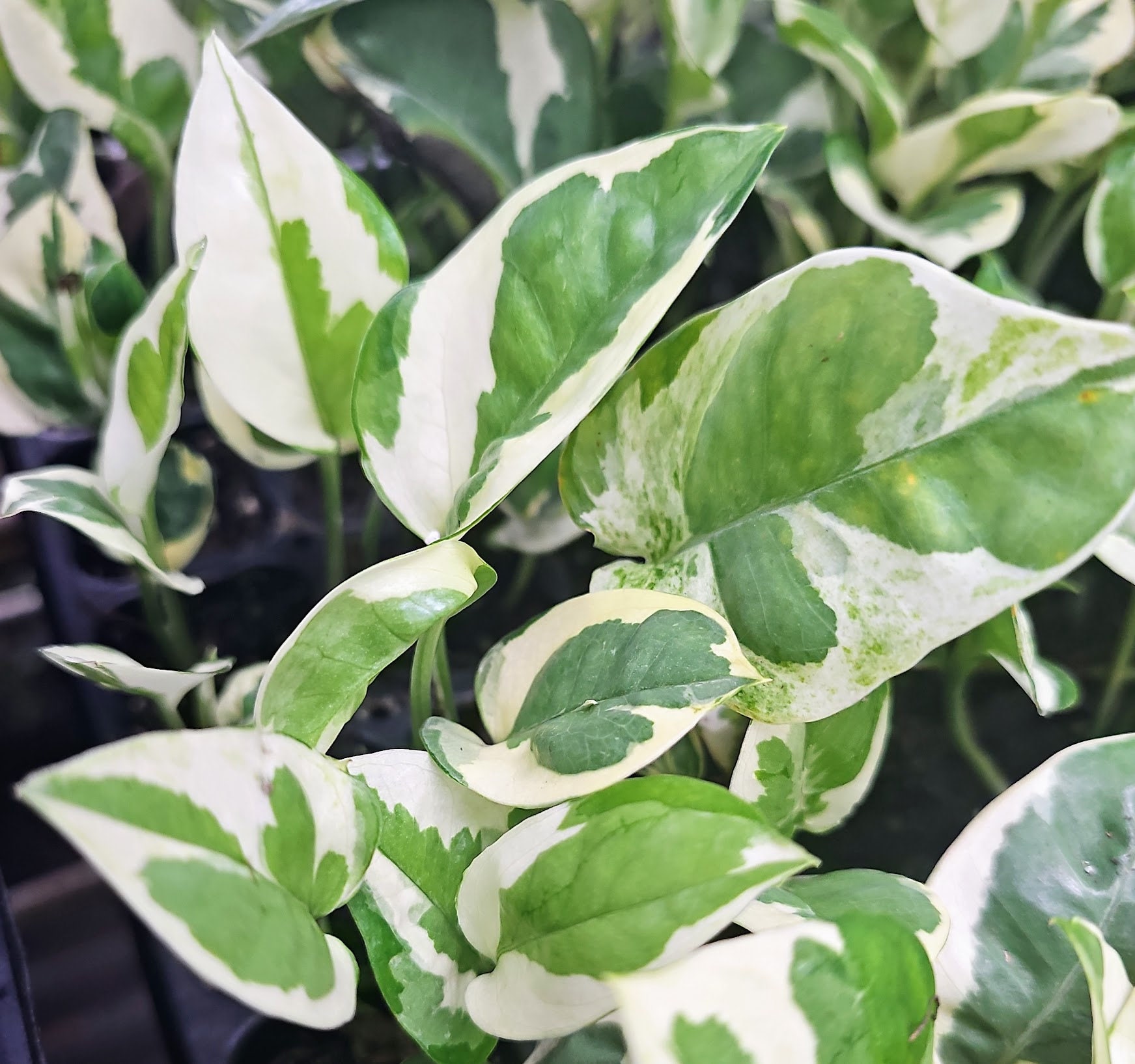 Epipremnum Aureum N'joy aka Pothos N'joy - Etsy