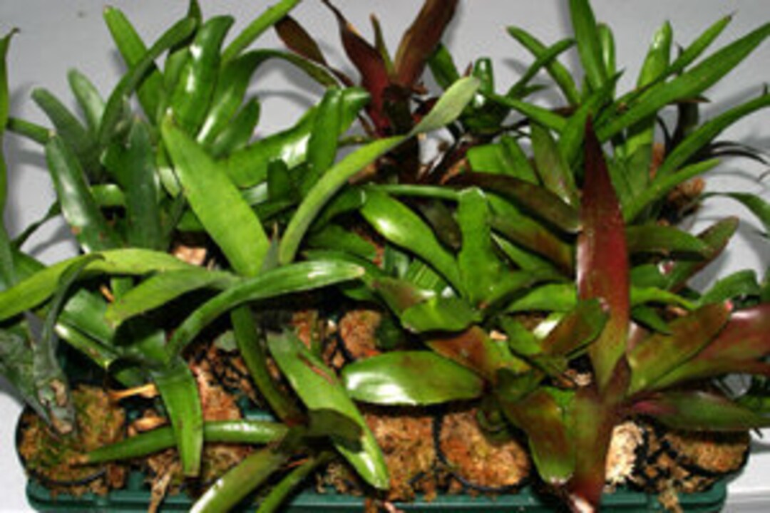 Assorted Bromeliad 3" Pot - Etsy