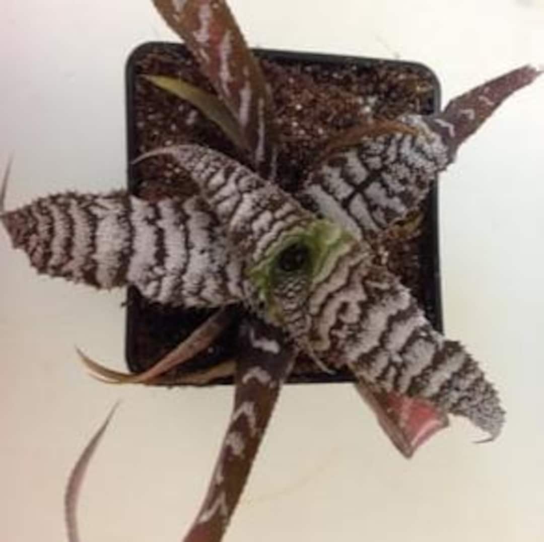 Cryptanthus 'absolute Zero' - Etsy