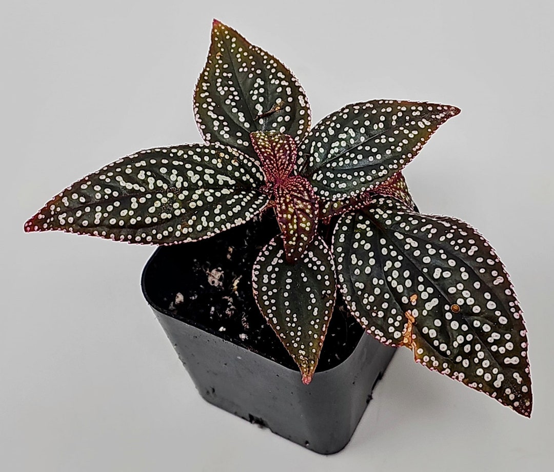 Sonerila Aff. Heterostemon super Spot - Etsy