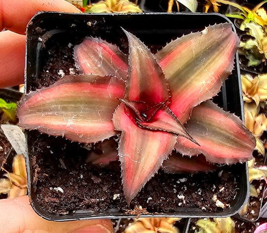 Cryptanthus 'red Star' - Etsy