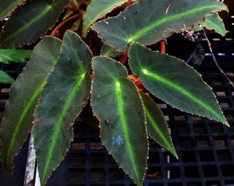 Striped Begonia | Begonia Listada | Rare Begonia | 4in Pot - Etsy