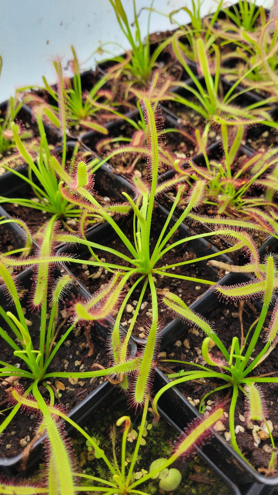 Sundew - Drosera Capensis - Etsy