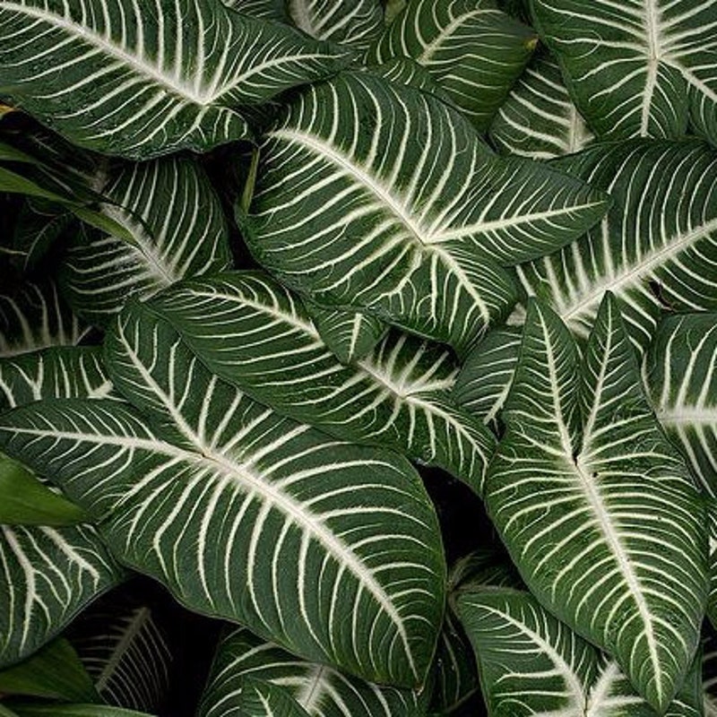 Caladium Lindenii Magnificum - Etsy