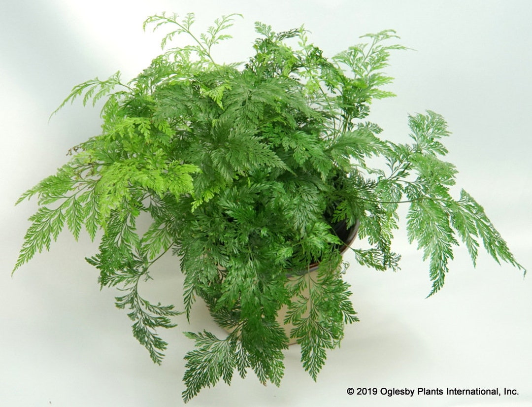 Actiniopteris Semiflabellatta Aka Eyelash Fern - Etsy