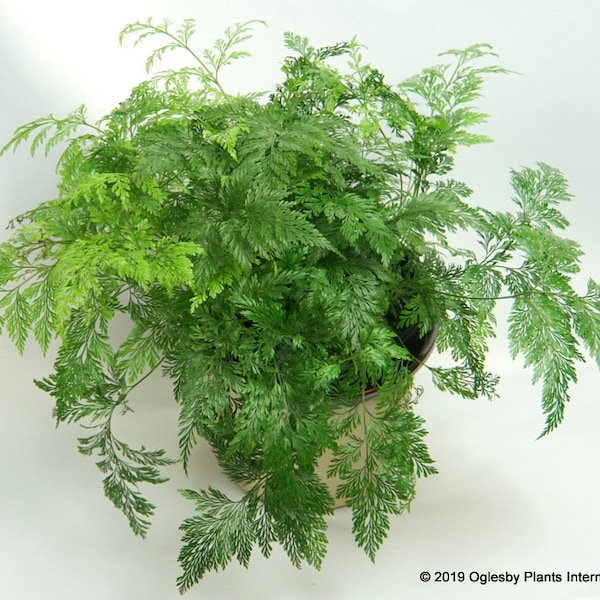 Rabbit Foot Fern - Etsy