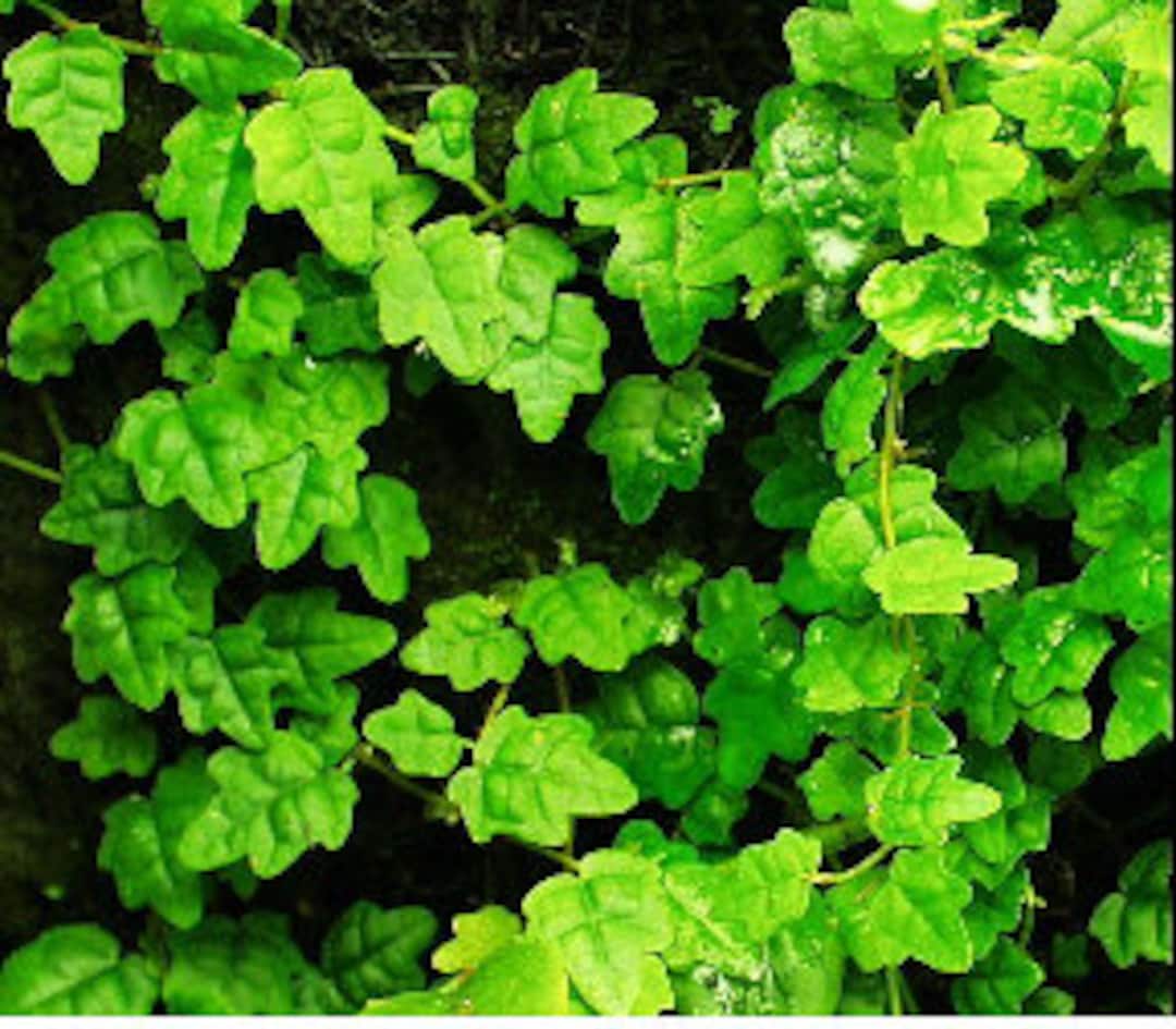 Ficus Thunbergii (oak Leaf Creeping Fig Aka Ficus Pumila Var ...