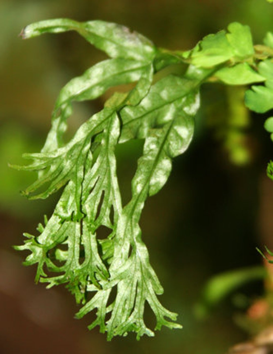 Java Fern 'petite' (microsorum Pteropus) - Etsy