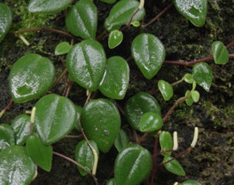Peperomia Perciliata Syn. Fagerlindii cutting - Etsy