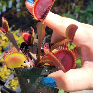 Venus Fly Trap - 'akai Ryu' (red Dragon) - Etsy