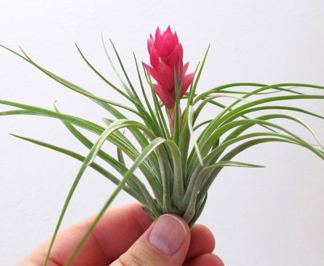 Tillandsia Brachycaulos Abdita - Etsy