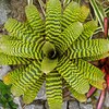 Ficus Thunbergii oak Leaf Creeping Fig Aka Ficus Pumila Var ...