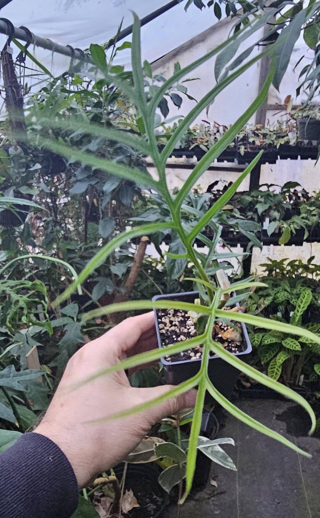 Philodendron Tortum - Etsy