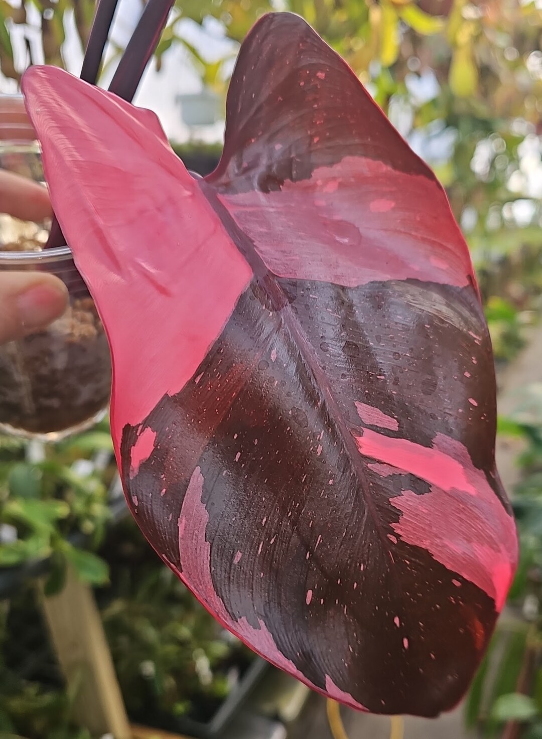 Philodendron 'pink Princess' (fresh Unrooted Single Node Cutting) - Etsy