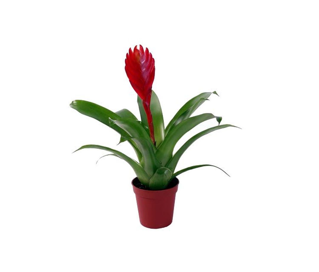 Mini Bromeliad - Vriesea 'christiane' - Etsy
