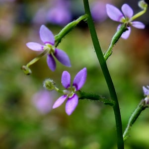 Trigger Plant - Stylidium Debile - Etsy
