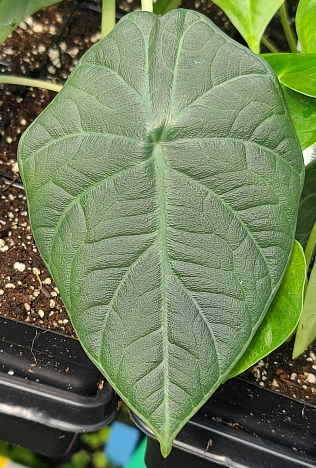 Alocasia Maharani (aka Grey Dragon) - Etsy