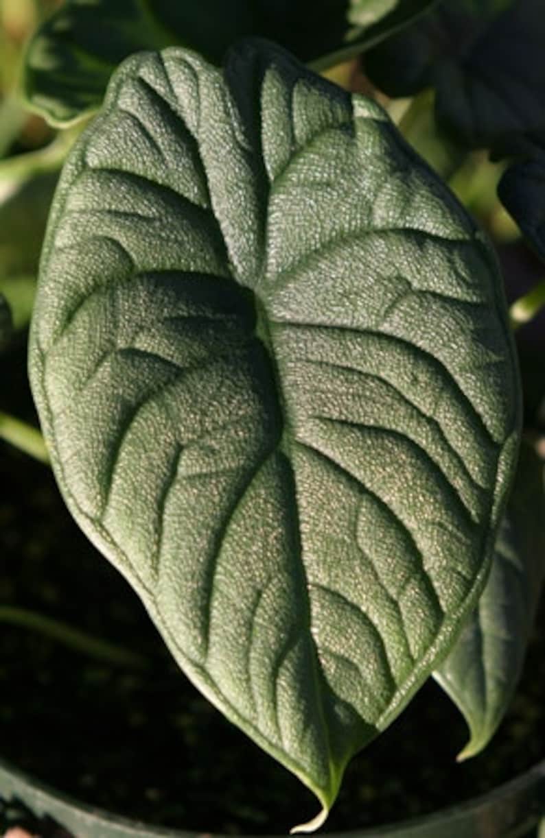 Alocasia Rugosa Aka Alocasia Melo - Etsy