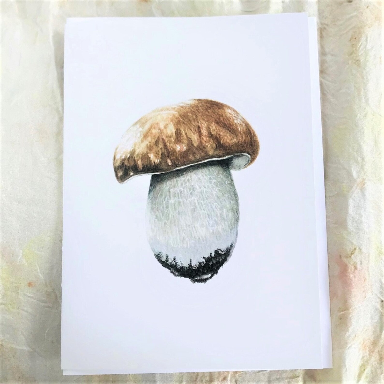 Boletus Rex-veris, Porcini Mushroom - Etsy