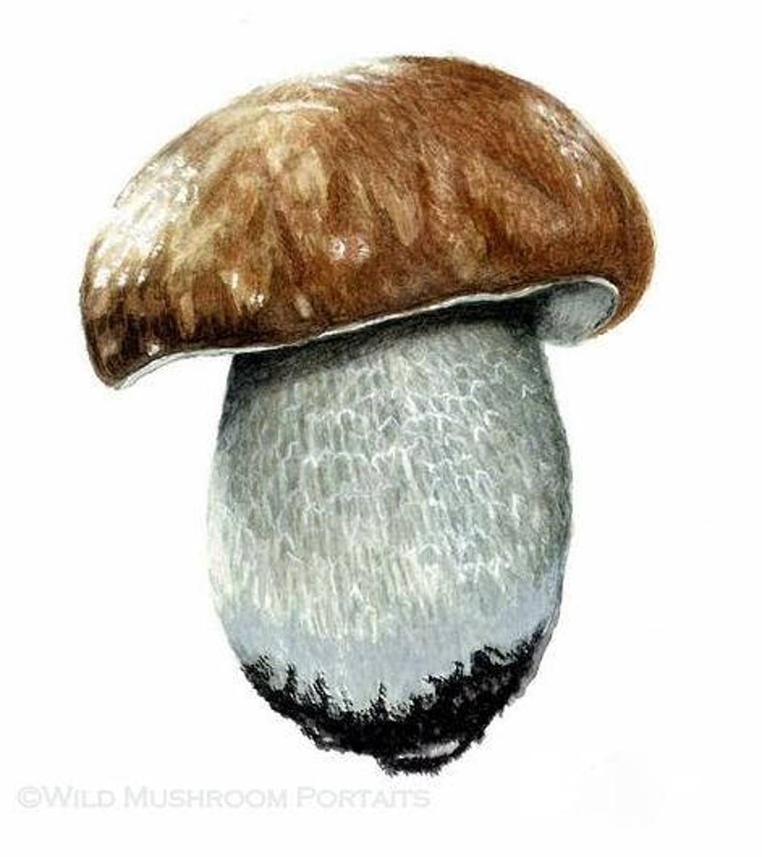 Boletus Rex-veris, Spring King, A Fine Art Print of Original ...