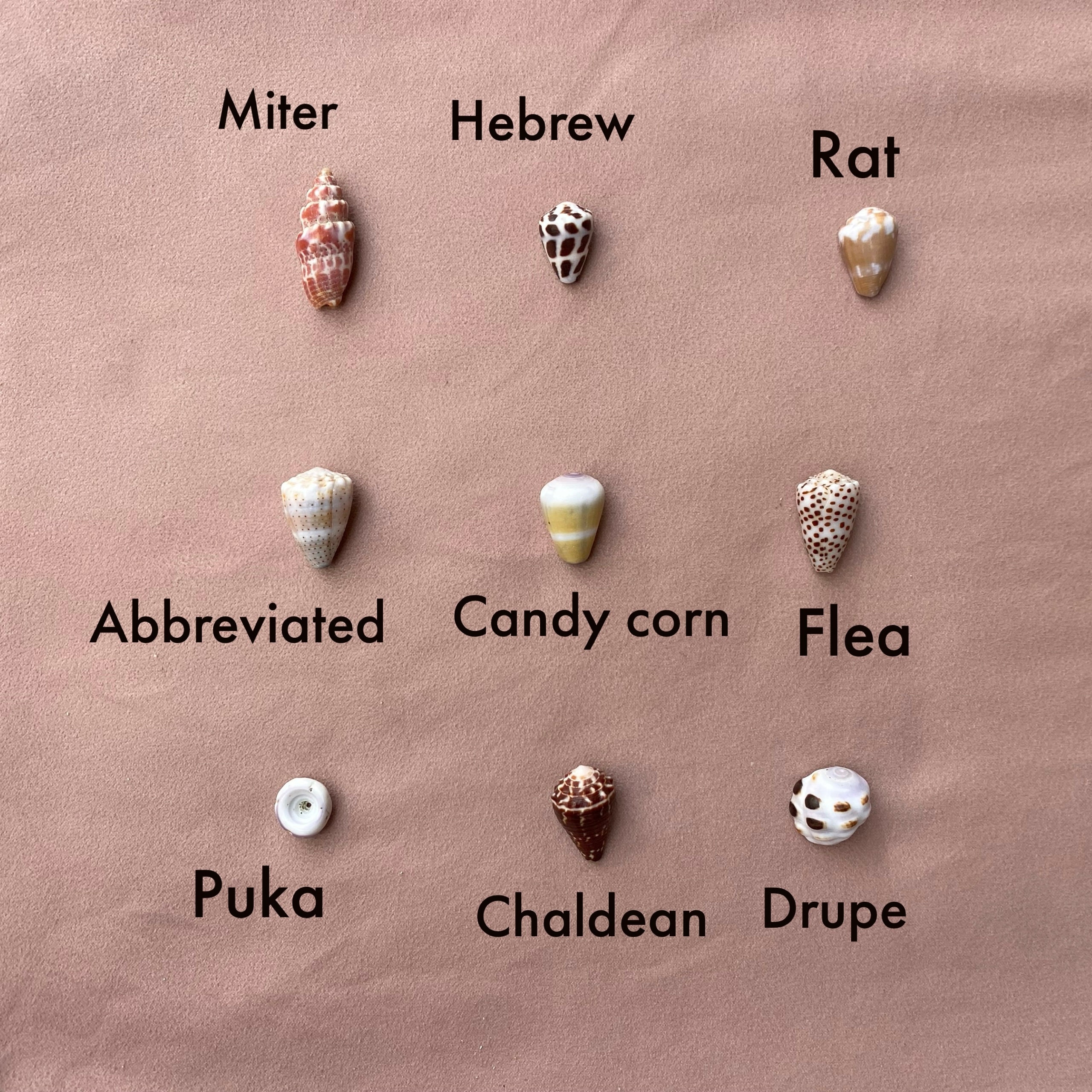 Custom Gold Hawaiian Shell Bangle, Shell Bangles, Made in Hawaii, Gifts ...