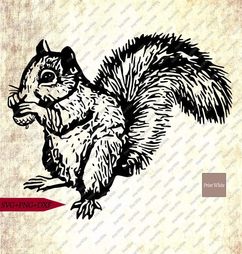 Squirrel Svg Png Dxf Woodland Cut File for Vinyl Decal | Etsy