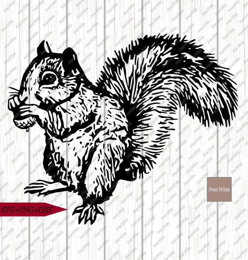 Squirrel Svg Png Dxf Woodland Cut File for Vinyl Decal | Etsy