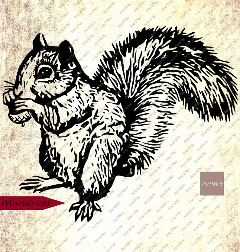 Squirrel Svg Png Dxf Woodland Cut File for Vinyl Decal | Etsy