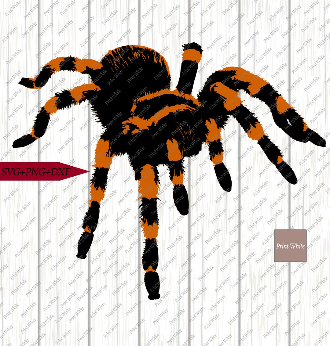 Tarantula Svg Png Dxf Spider Cut File Tarantula Clipart Cricut - Etsy
