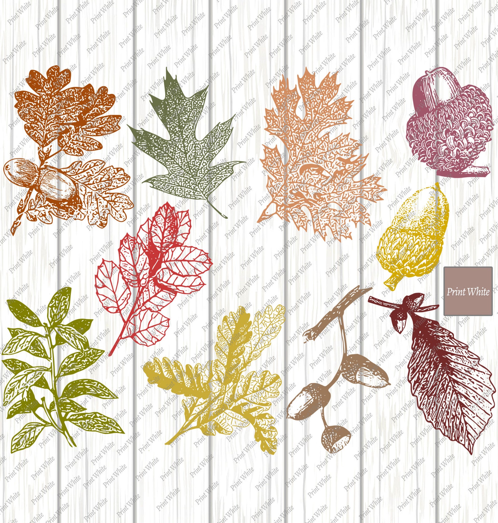 Leaf Svg Png Dxf Acorn Cut File Oak Branch Skeleton Leaves | Etsy