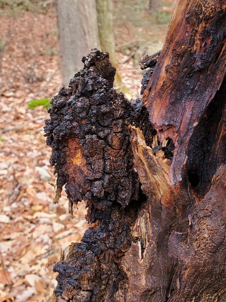 Wild Foraged Chaga Mushroom Chunks: Natural Tea Tincture - Etsy