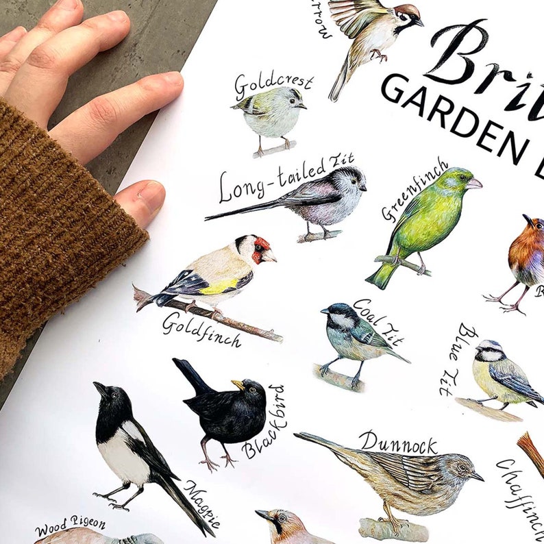 British Garden Bird Identification Poster Print Wildlife - Etsy